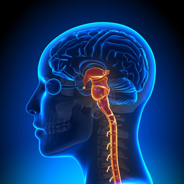 Brain stem: Functions, diseases, symptoms and treatments – Best Spine ...